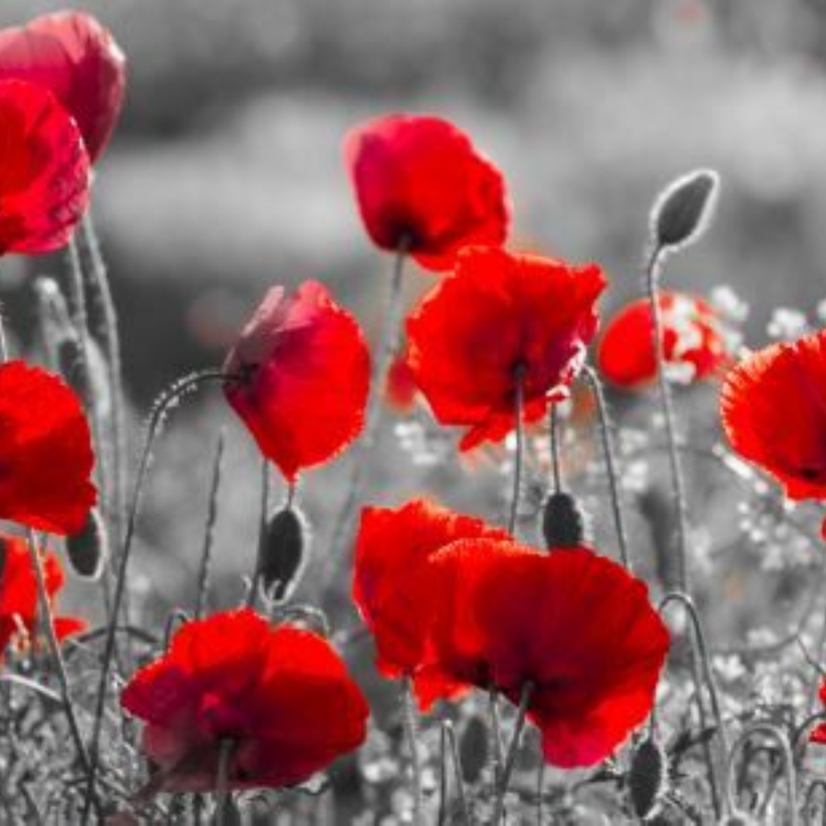 Royal Grammar School - Service of Remembrance